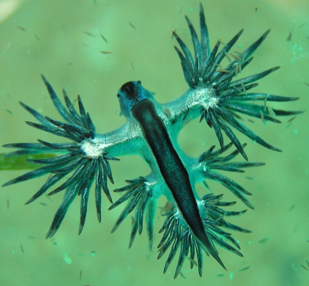 Exotic animals that look straight out of a fantasy movie