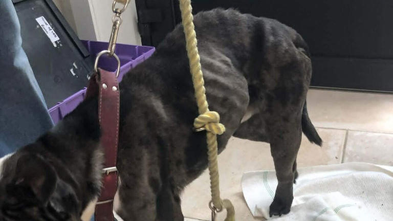 Dierenopvang gechoqueerd door zwaar verwaarloosde hond in Ronse: "Een ...