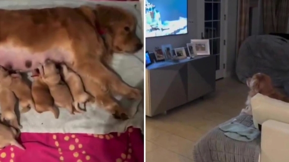 Una cagnolina allatta i cuccioli mentre il papà guarda la TV