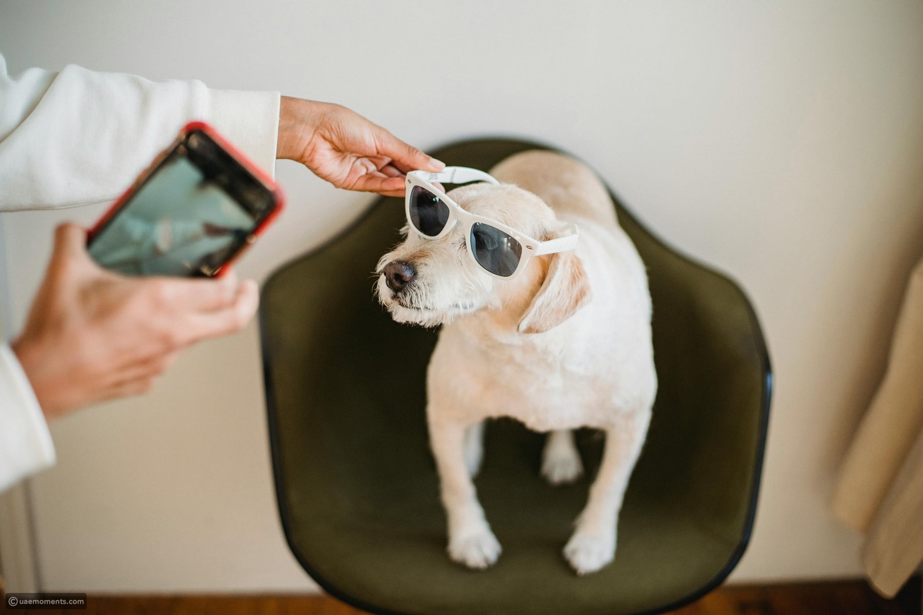 Why America’s obsession with cute animals may be doing more harm than good