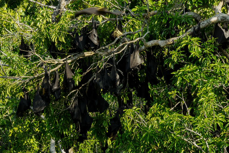 160,000 flying foxes found in Cotabato forest