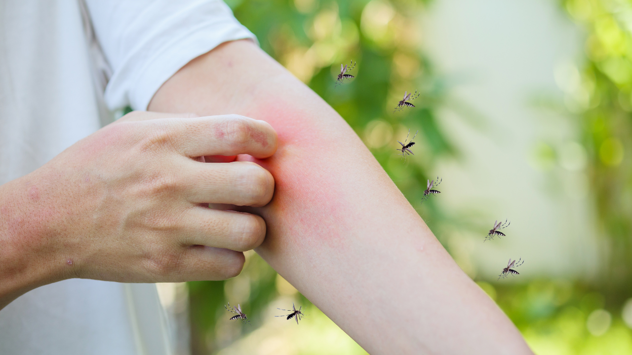 National Dengue Day 2026: Doctors warn dengue is now a year-round ...