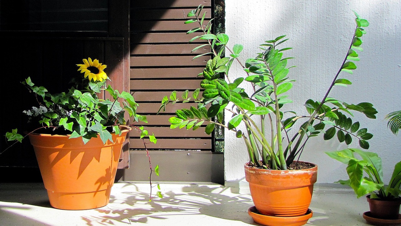 Balcone al sole? Queste le piante che potrebbero sopravvivere