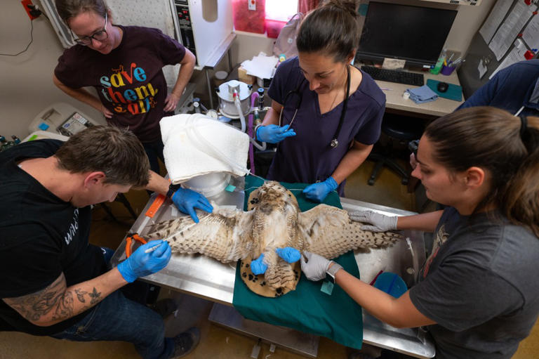 Owl found stuck in a concrete mixer in Utah is on the mend and flying free