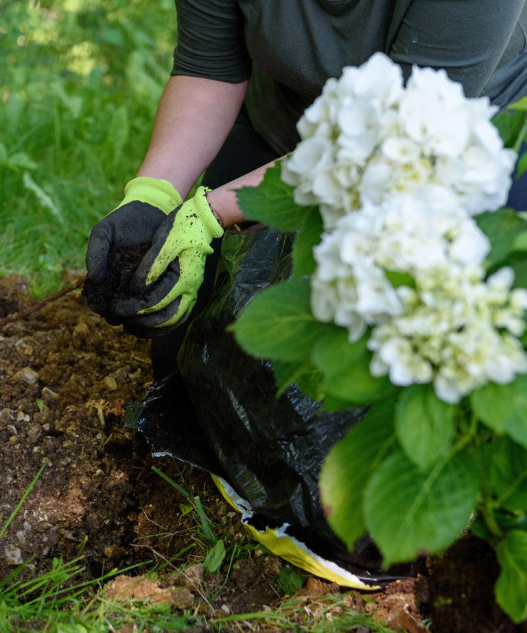 What to do with hydrangeas in May to guarantee a spectacular display in ...