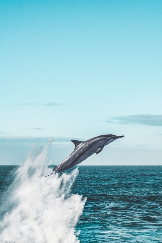 Dolphin intelligence facts that reveal how smart they truly are