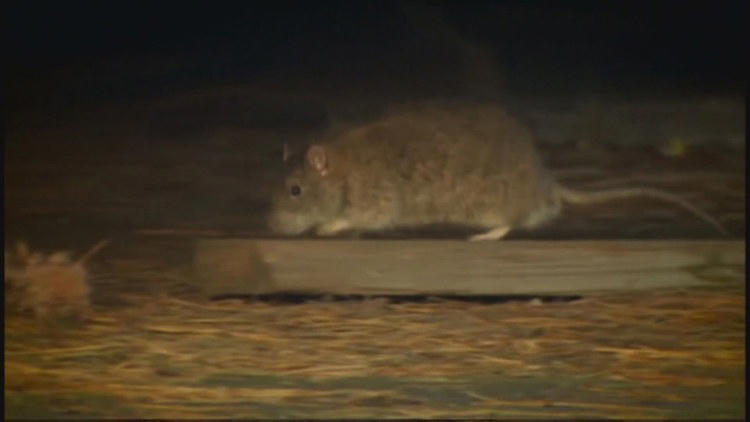 Colorado health officials confirm deadly hantavirus case not linked to ...