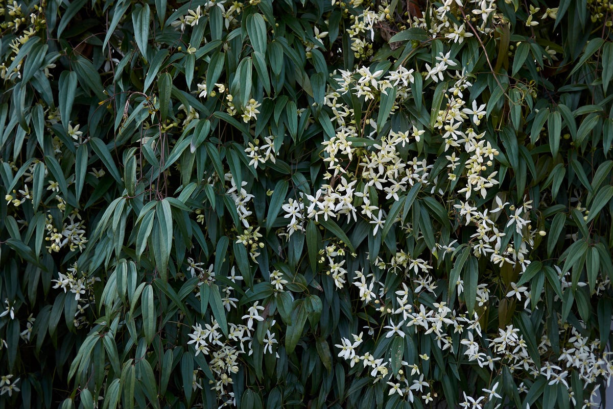 Overlooked garden? These evergreen climbers create year-round privacy