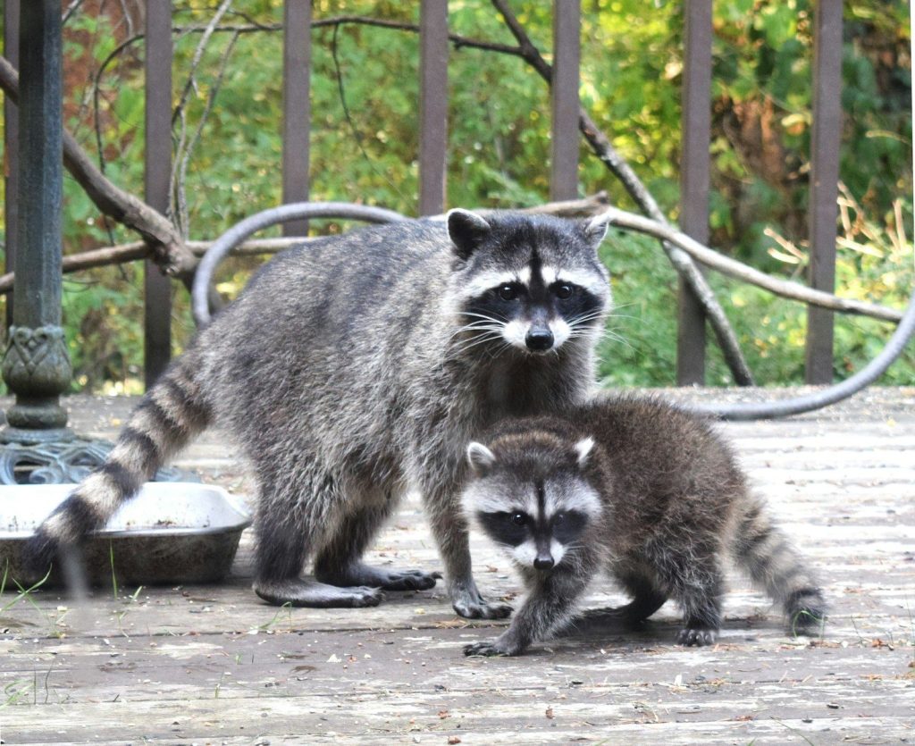 6 animals that show little to no fear of fire