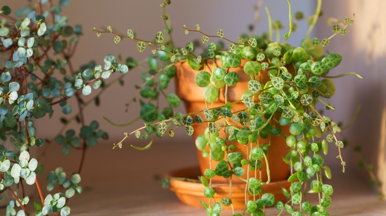 5 tips for gardening with terracotta pots