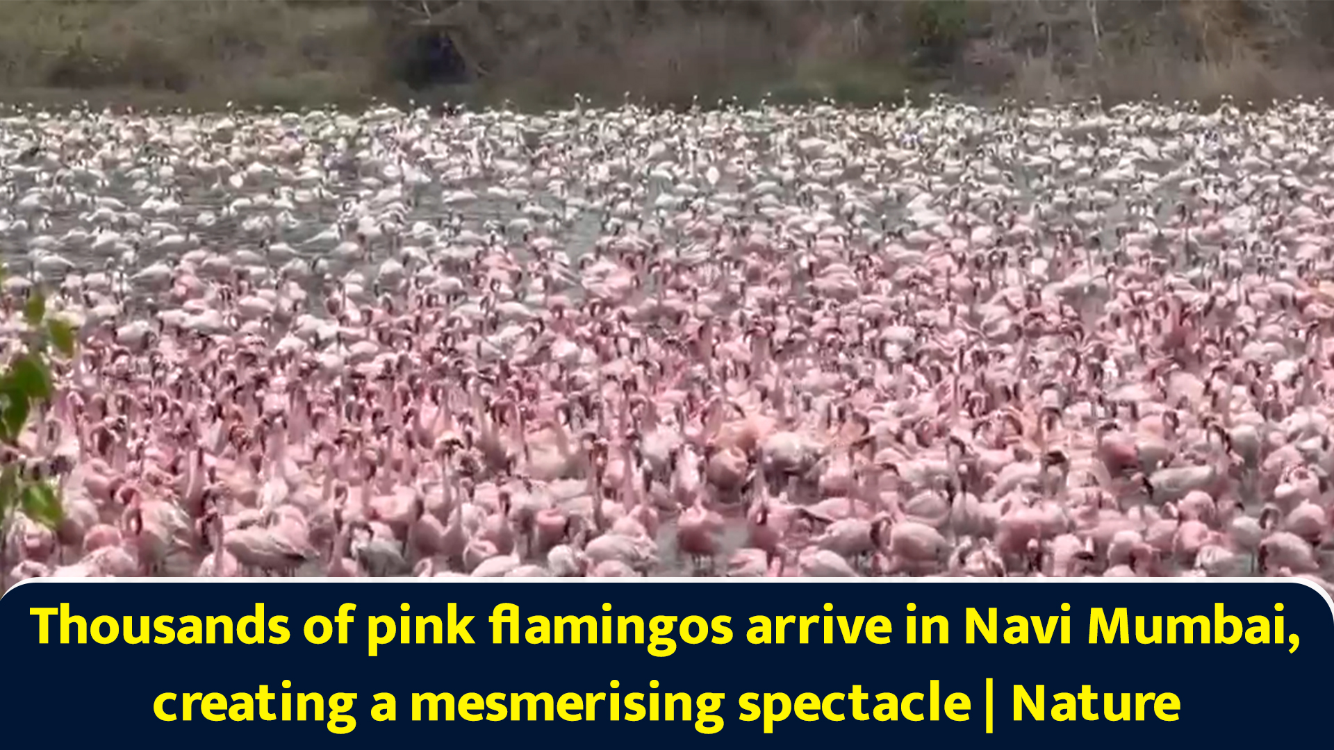Thousands of pink flamingos arrive in Navi Mumbai, creating a ...
