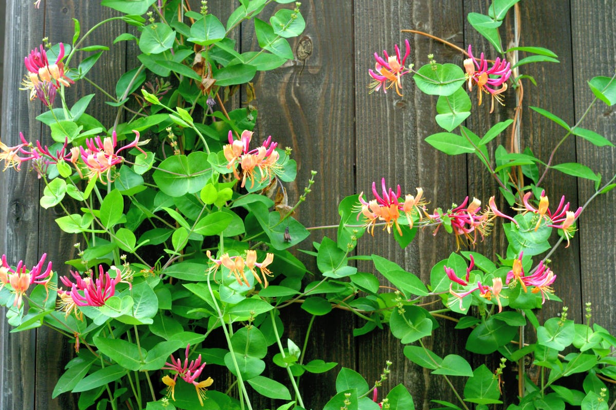 Overlooked garden? These evergreen climbers create year-round privacy