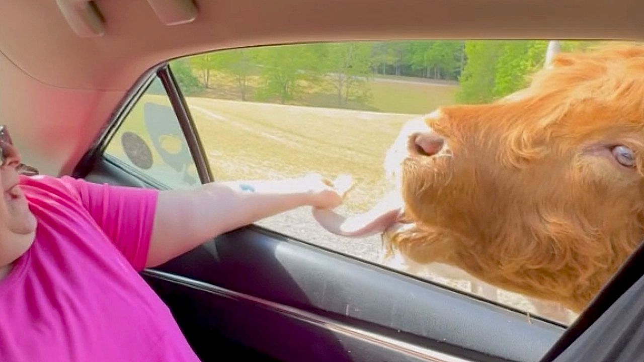 Highland cow's snack hunt ends in slobber attack at Virginia safari park