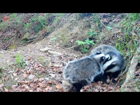 Playful badger cubs tumble around in adorable fight