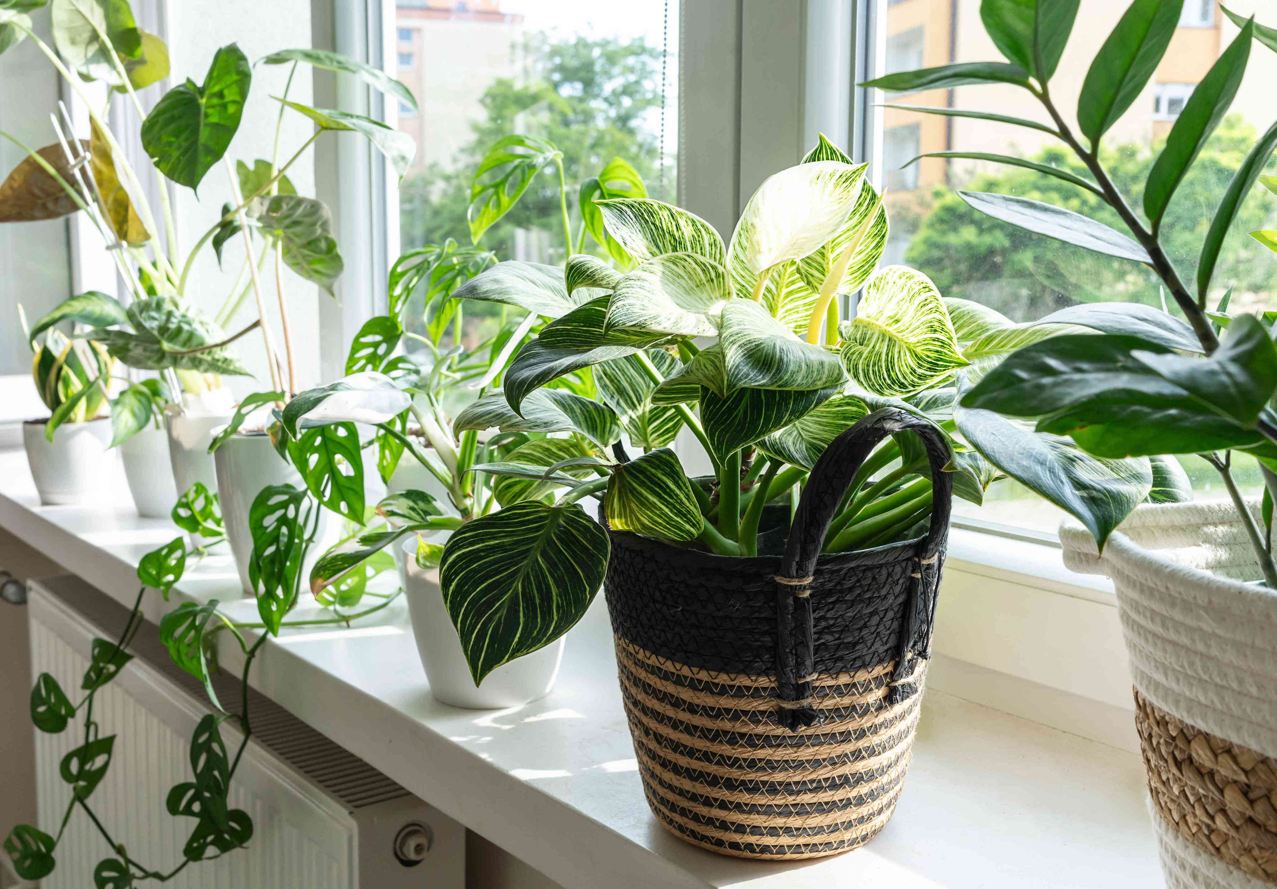 We asked a plant pro if you should mix used potting soil with fresh ...
