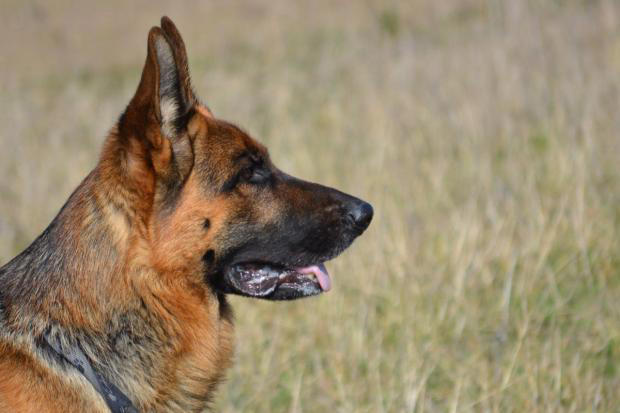 Dog owner told to complete course after another pet attacked in Bushey