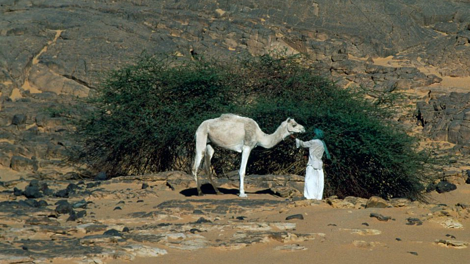 How desert animals master survival against all odds