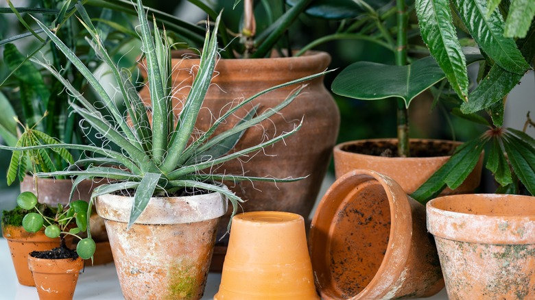 5 tips for gardening with terracotta pots