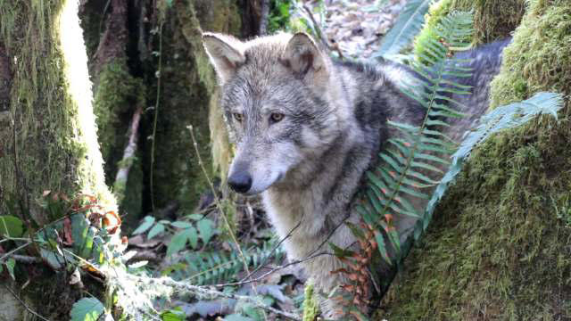 Quiet drive home turns unsettling after wolf appears near La Pine