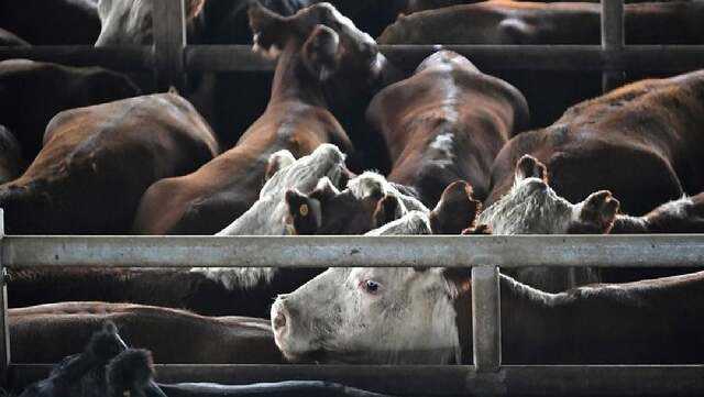 Argentina's beef consumption falls to lowest level in 20 years as ...