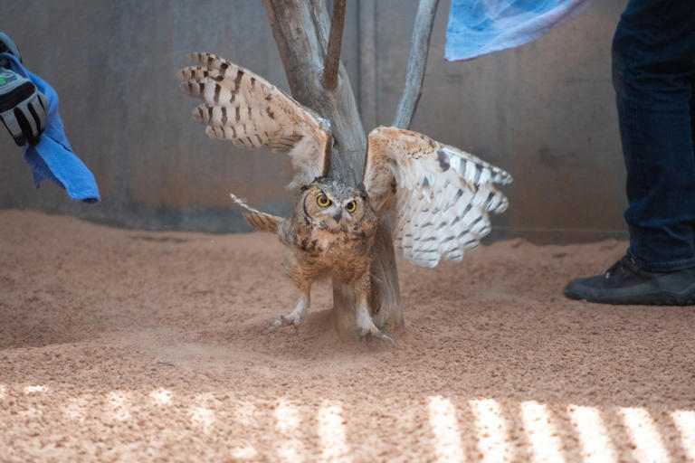 Owl found stuck in a concrete mixer in Utah is on the mend and flying free