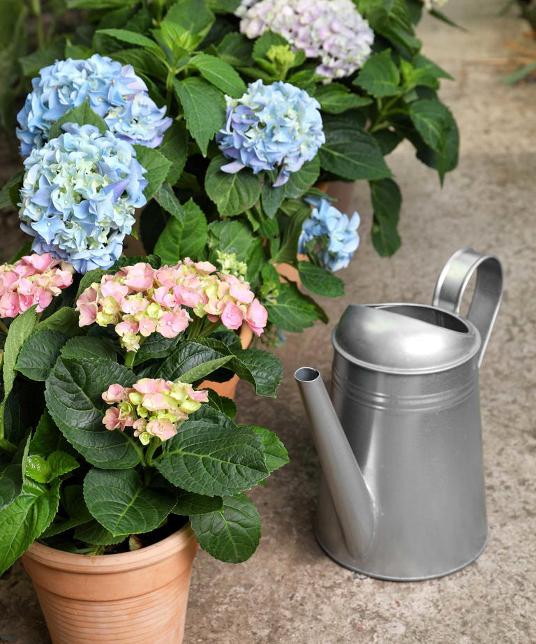 What to do with hydrangeas in May to guarantee a spectacular display in ...