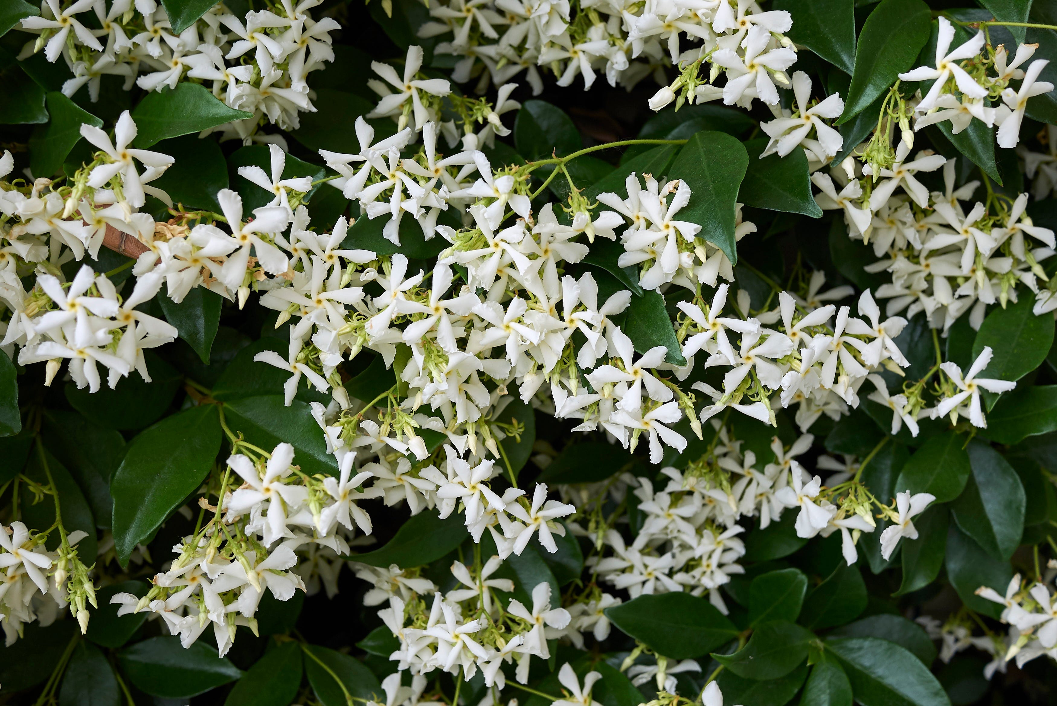 Overlooked garden? These evergreen climbers create year-round privacy