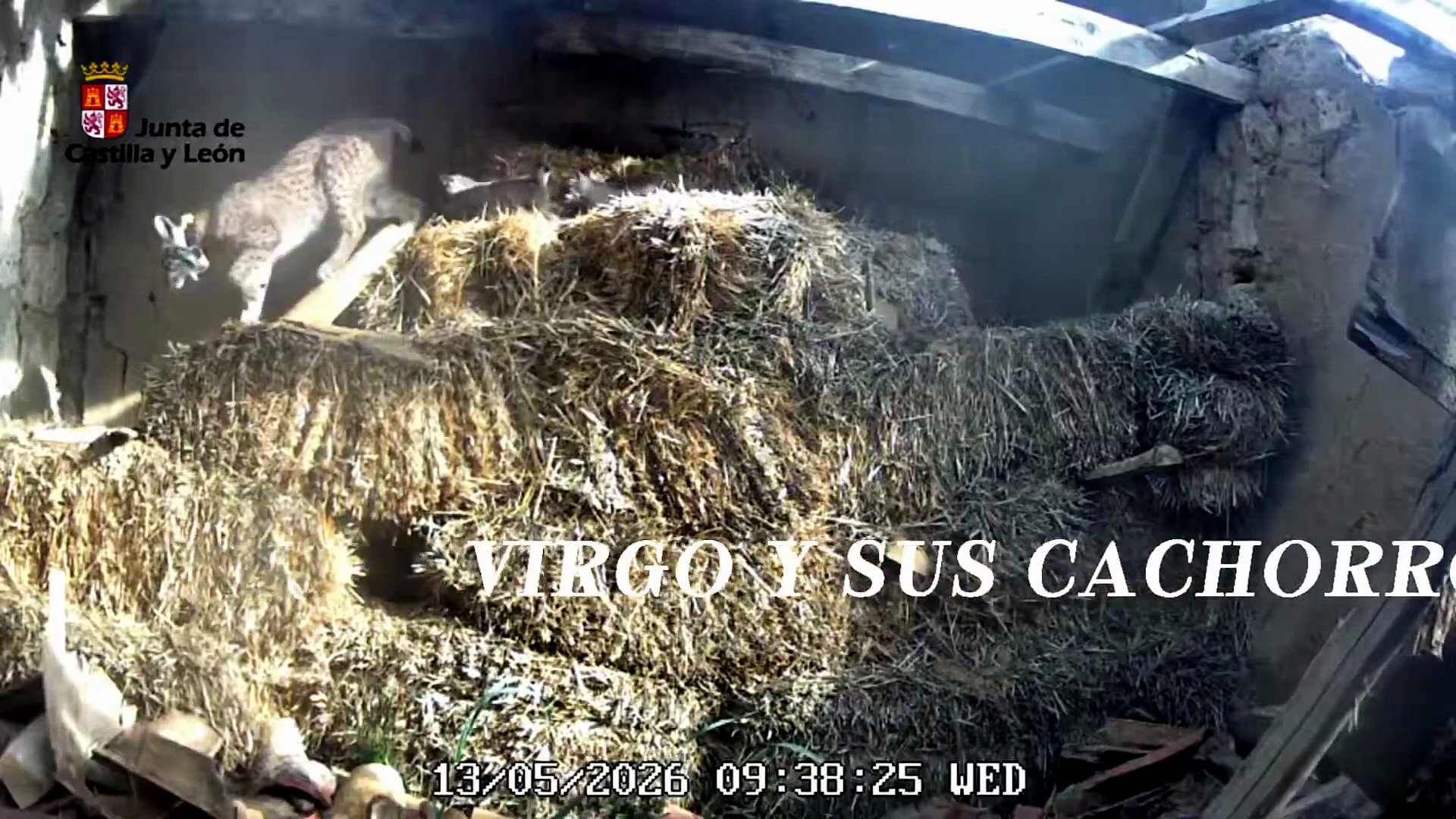 Crías de lince en el Cerrato Palentino