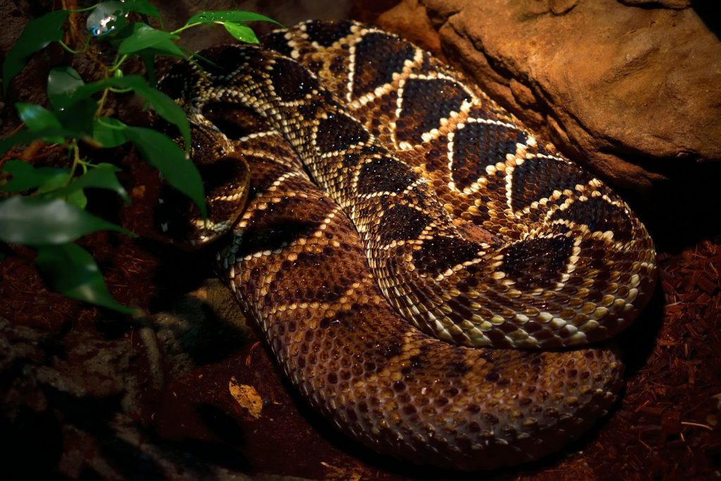 Florida’s most venomous creatures you never want to encounter