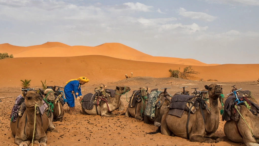 How desert animals master survival against all odds