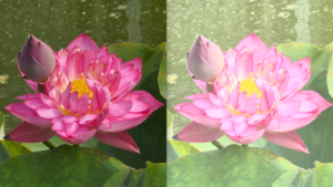Sony’s Xperia 1 VIII AI camera demo backfires after overexposed samples ...
