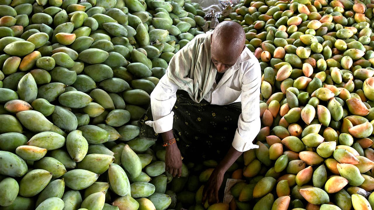 Mango diplomacy: India's Kesar mangoes finally arrive in Seattle