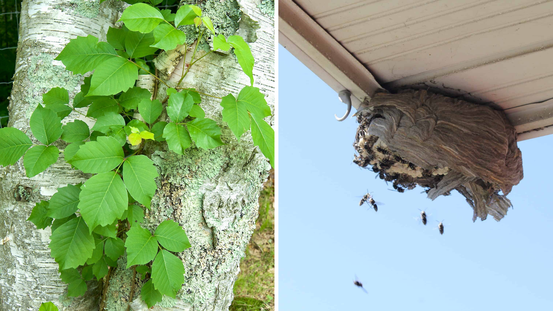 The hidden hazards lurking in your spring yard