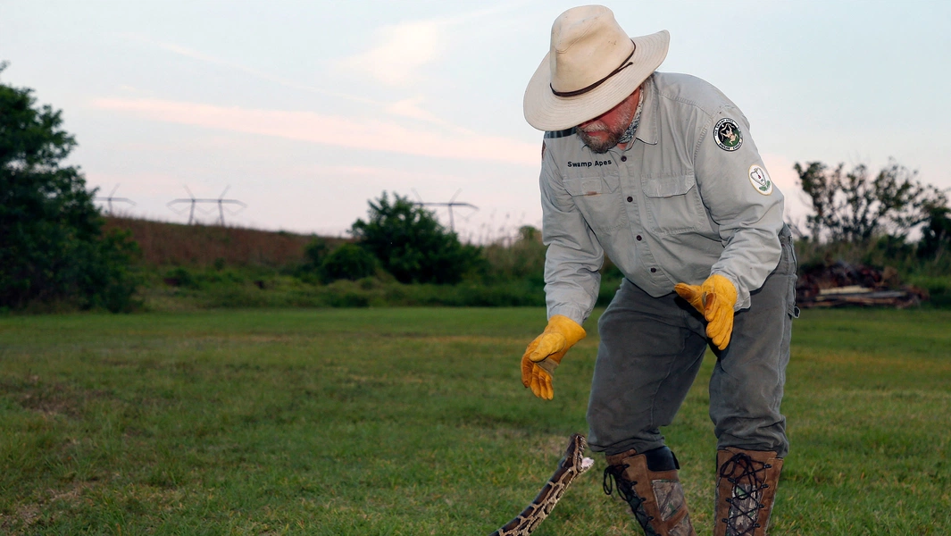 Hunters remove 431 Burmese python eggs in Everglades