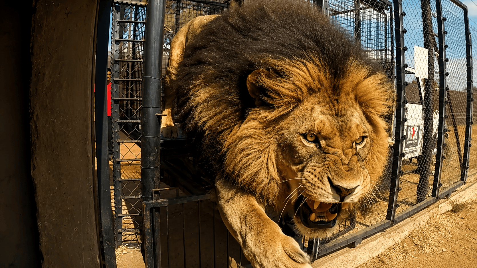 One small mistake could trigger this lion
