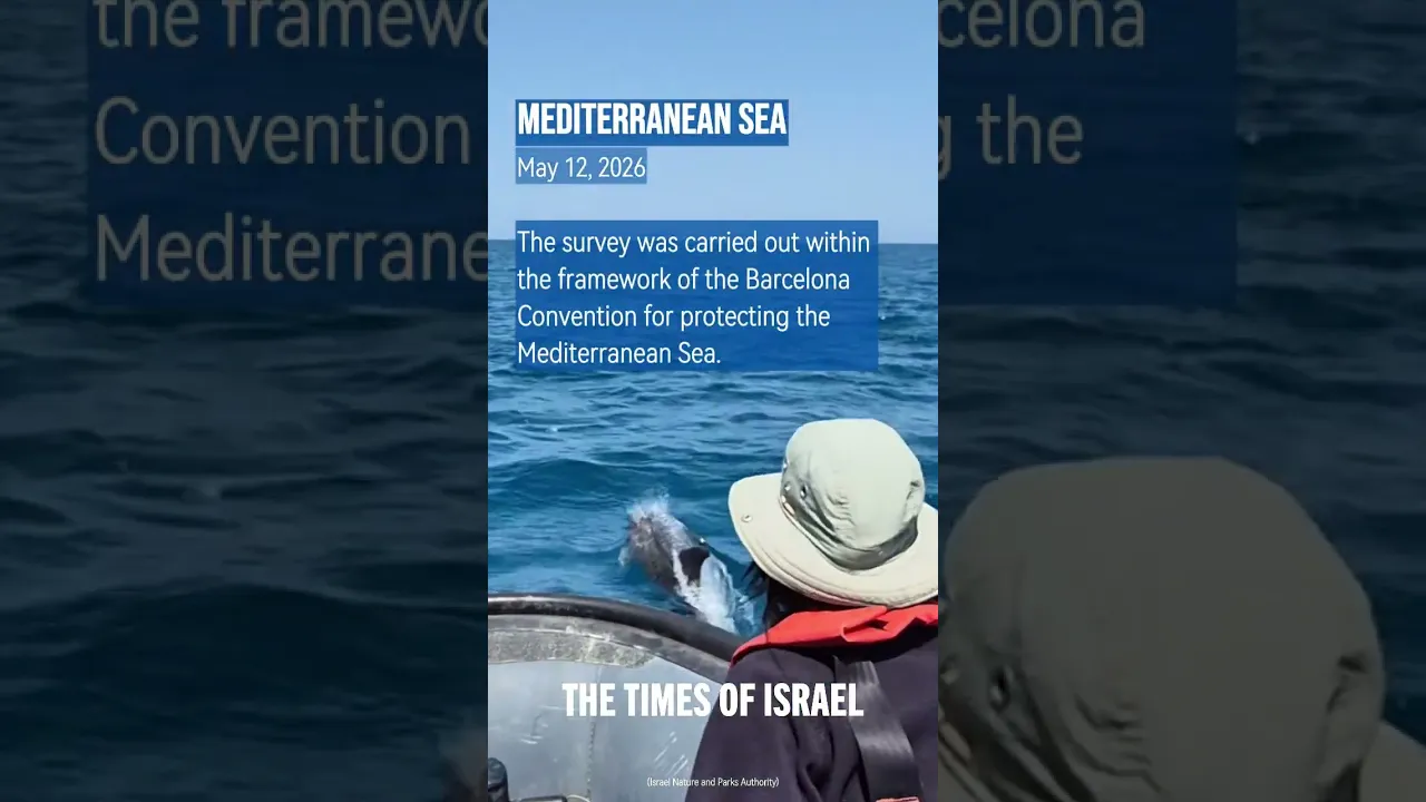 Bottlenose dolphins accompany research vessels during Israel Nature and ...