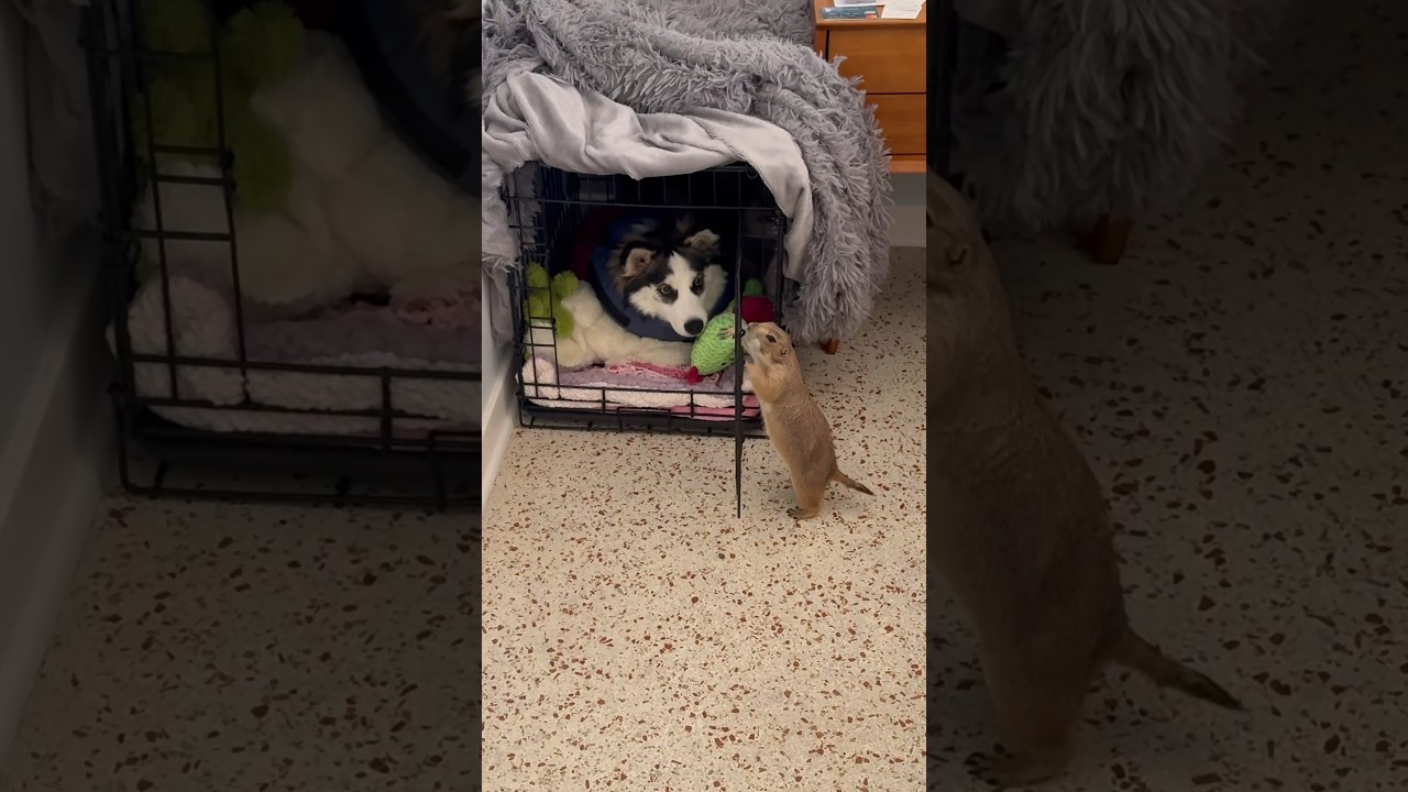 This prairie dog almost closes the Pomsky’s crate