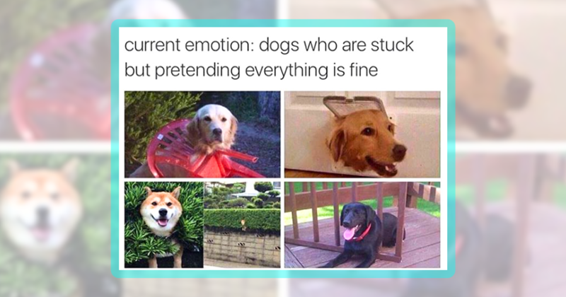 33 funny dog memes full of good boys and girls