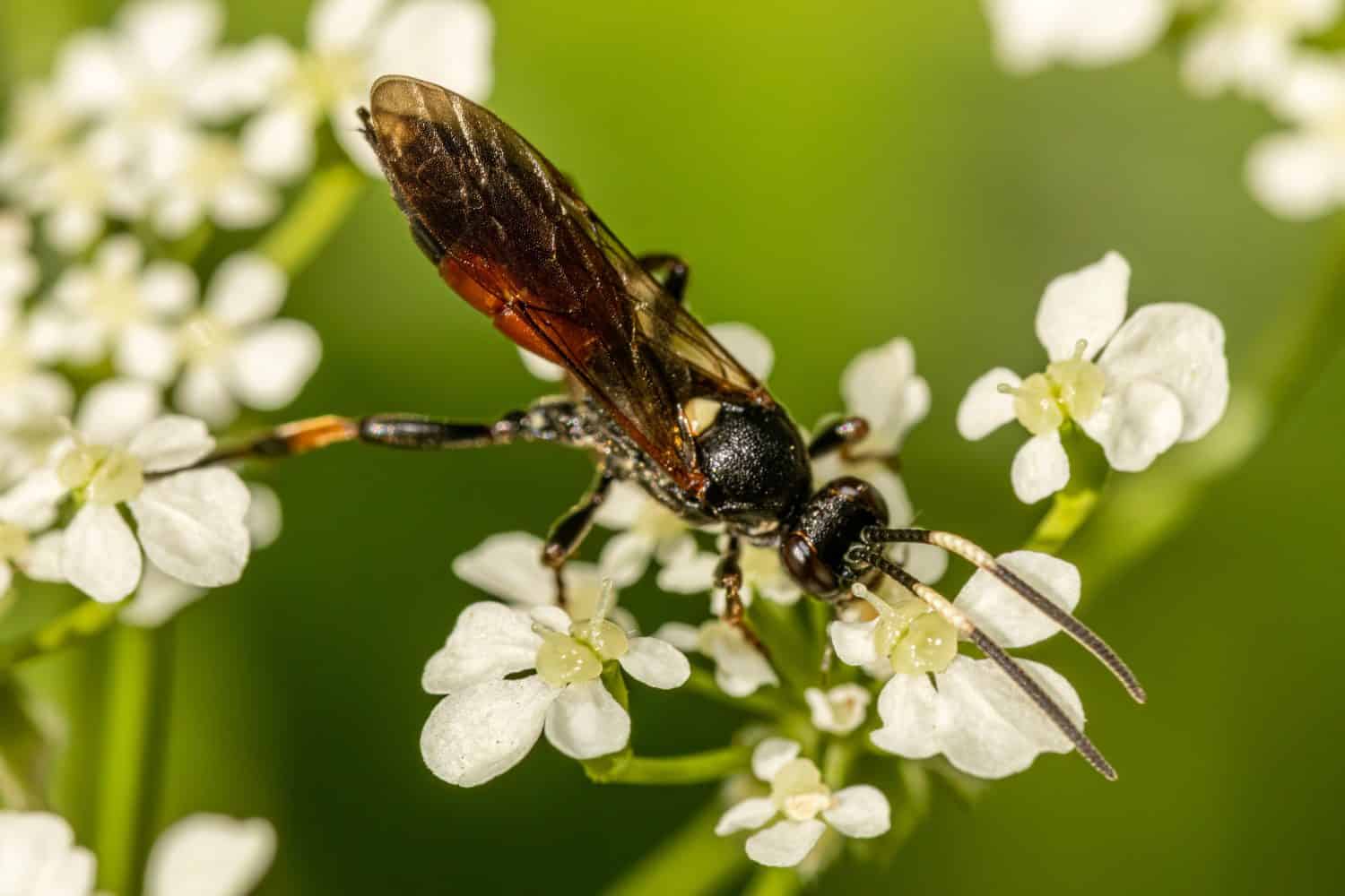 The 'Body Snatcher' wasp hidden since 1983 is now named after David ...