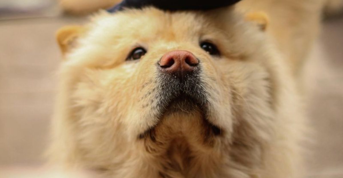 12 of the world's most expensive dogs and why their prices keep ...