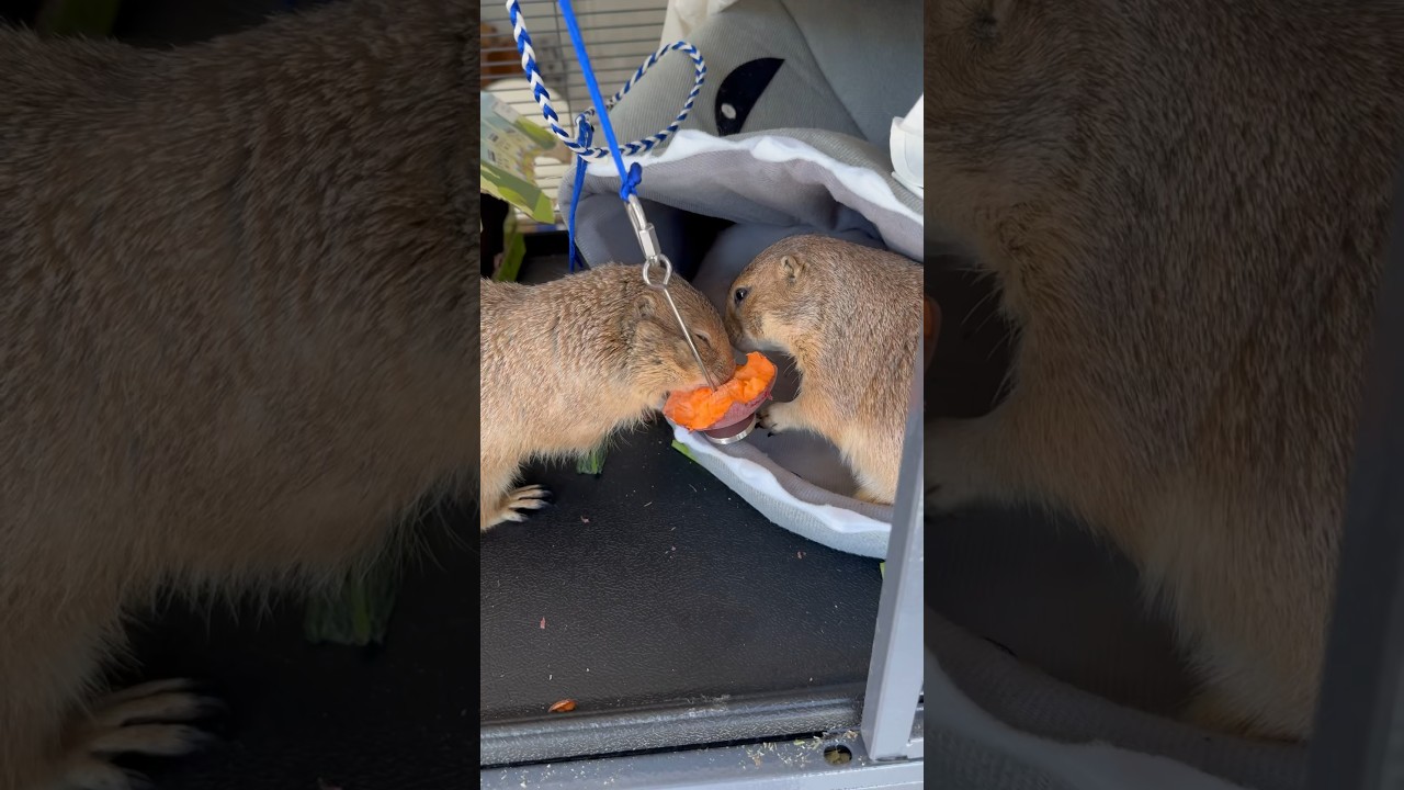 Sweet potato snack time with two prairie dogs is pure joy