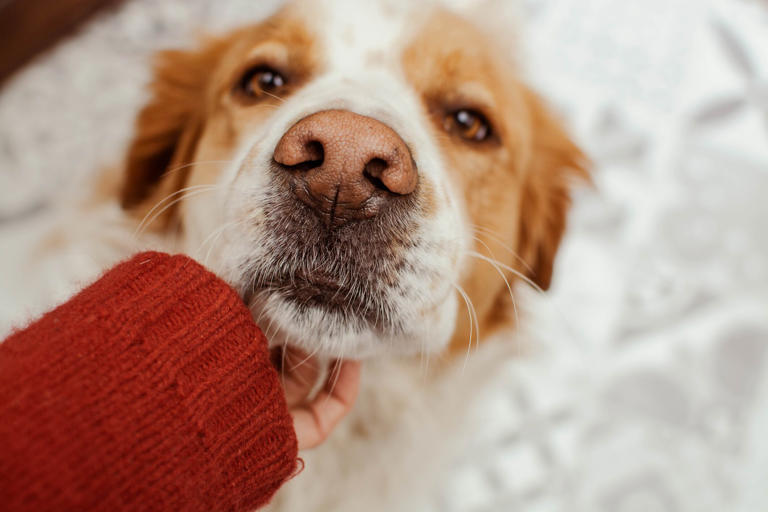 ¿Cuánto viven los perros? Expertos revelan las claves para alargarles ...