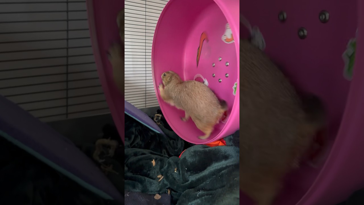 A busy weekend turns into a full animal adventure