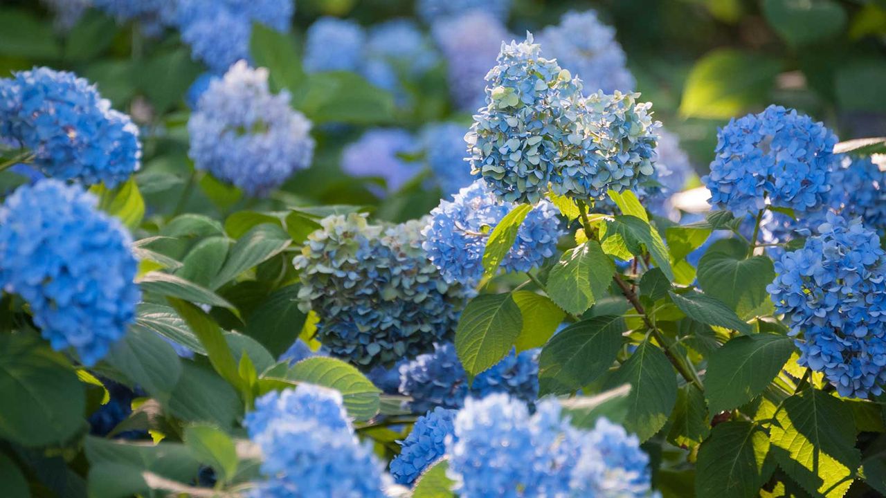 What to do with hydrangeas in May to guarantee a spectacular display in ...
