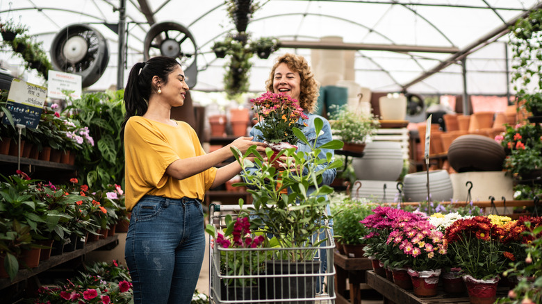 The compact shrub you can grow in a pot with purple flowers that ...