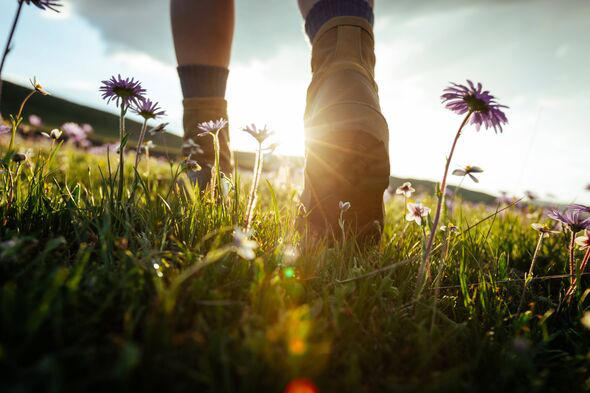 All Brits must watch out for UK's most dangerous insect during summer walks