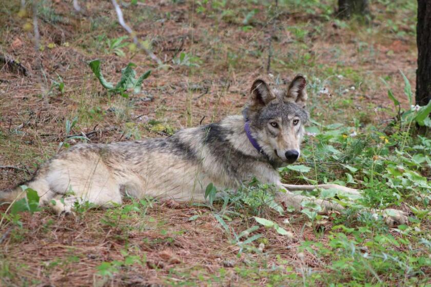 The gray wolf's improbable California comeback continues as population ...