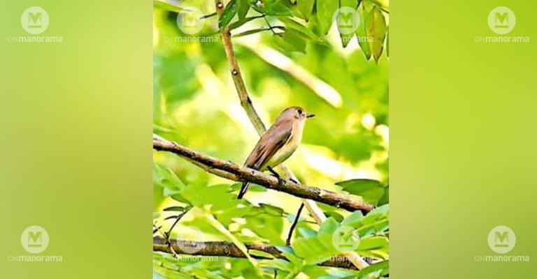 Kashmir flycatcher adds to Kasaragod’s bird list, takes species count ...