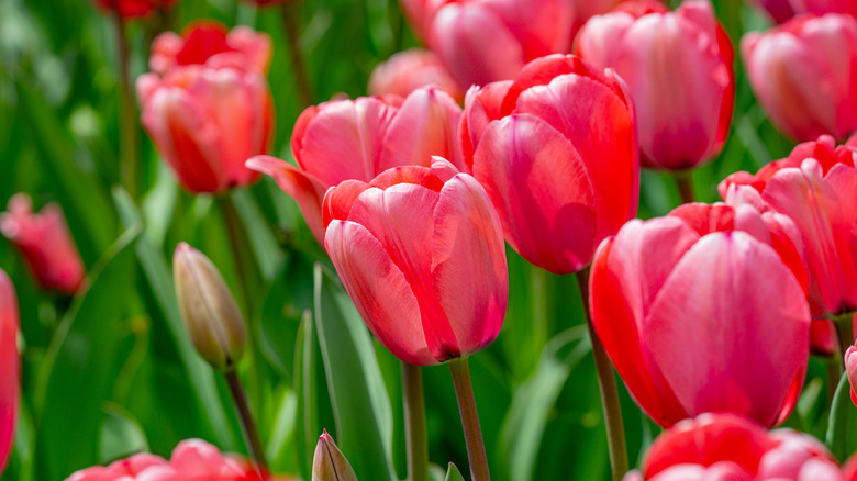 The best flowers to plant during spring for a garden full of colorful ...