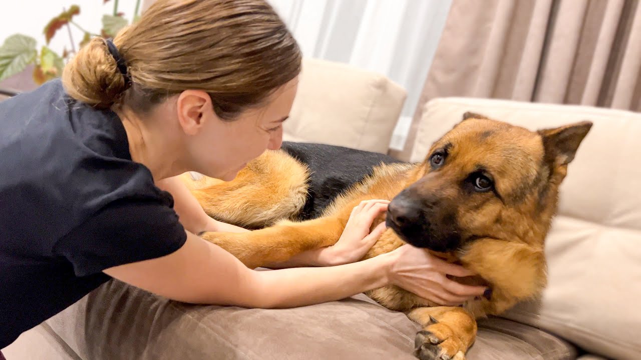 German shepherd’s cute reaction to hugs and kisses